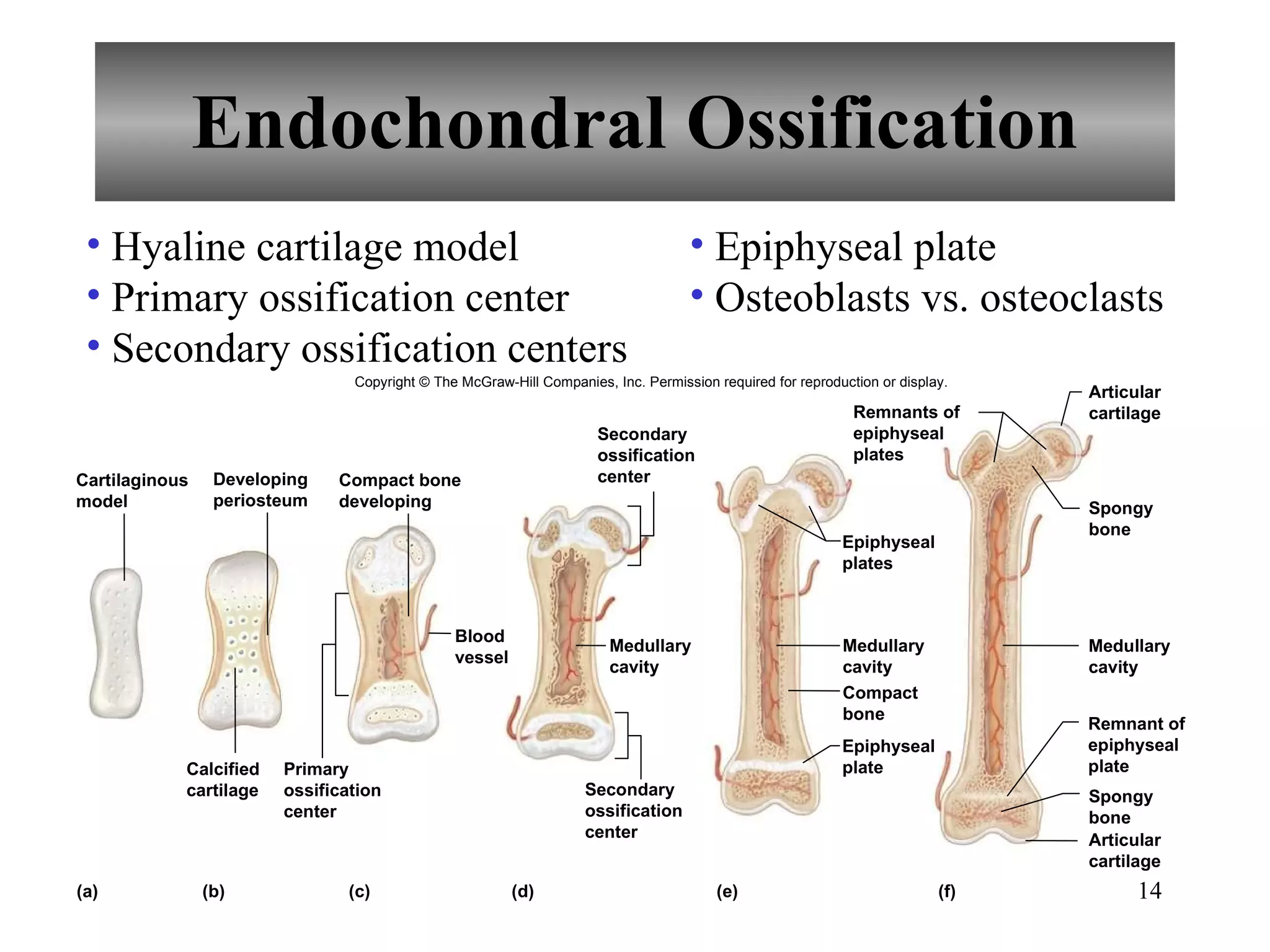 Chapter 7 Skeletal System | PPT