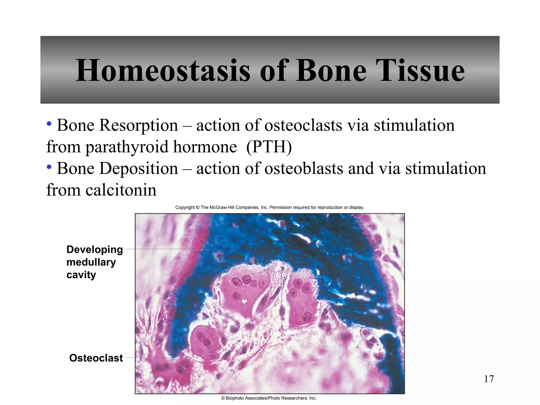 Chapter 7 Skeletal System | PPT