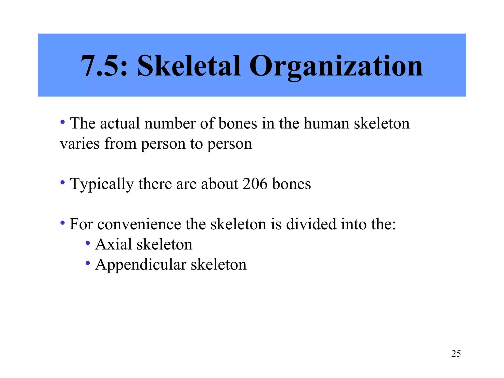 Chapter 7 Skeletal System | PPT