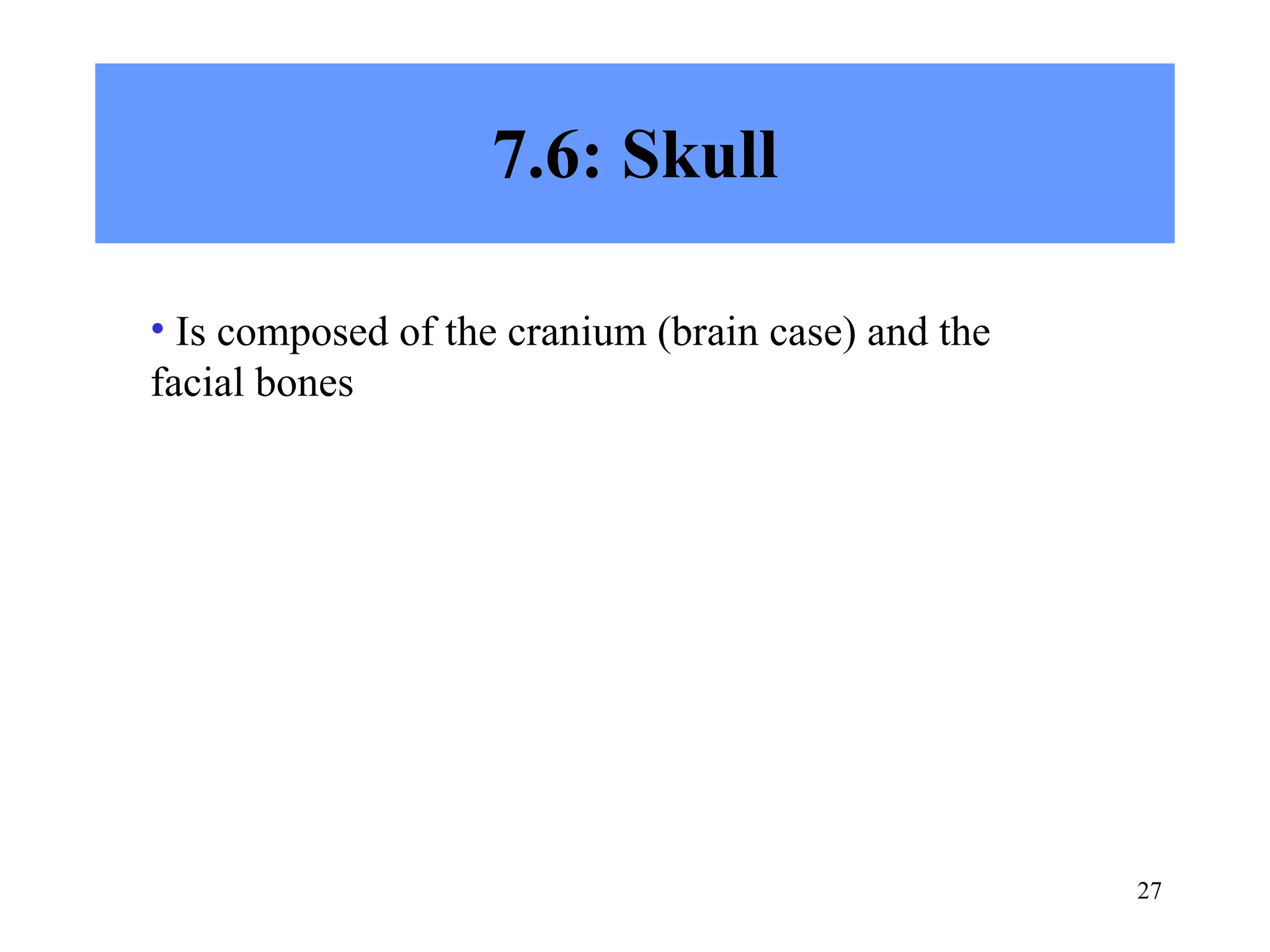 Chapter 7 Skeletal System | PPT | Free Download