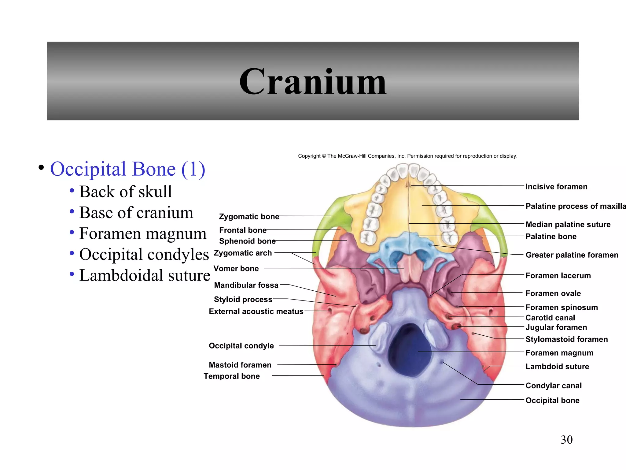 Chapter 7 Skeletal System | PPT