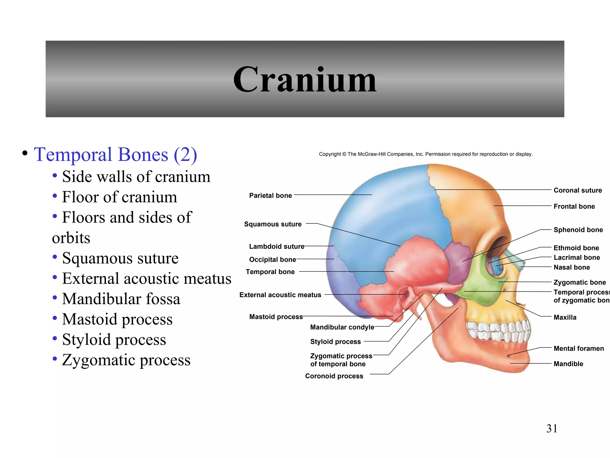 Chapter 7 Skeletal System | PPT