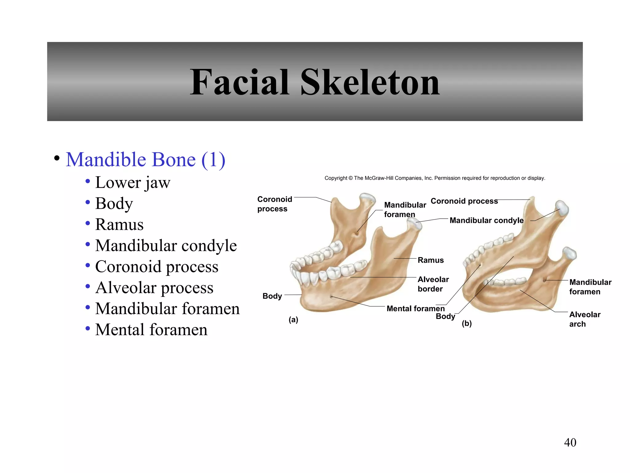 Chapter 7 Skeletal System | PPT