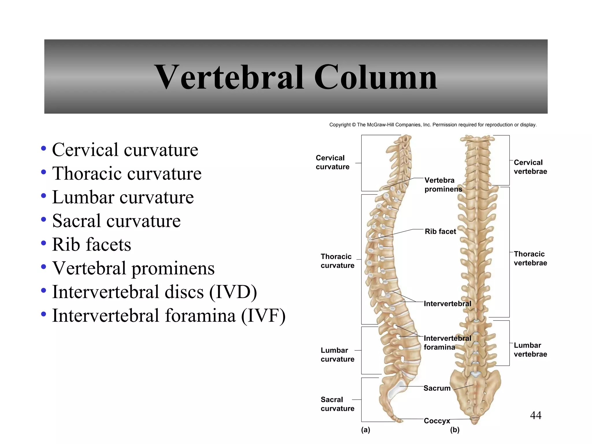 Chapter 7 Skeletal System | PPT