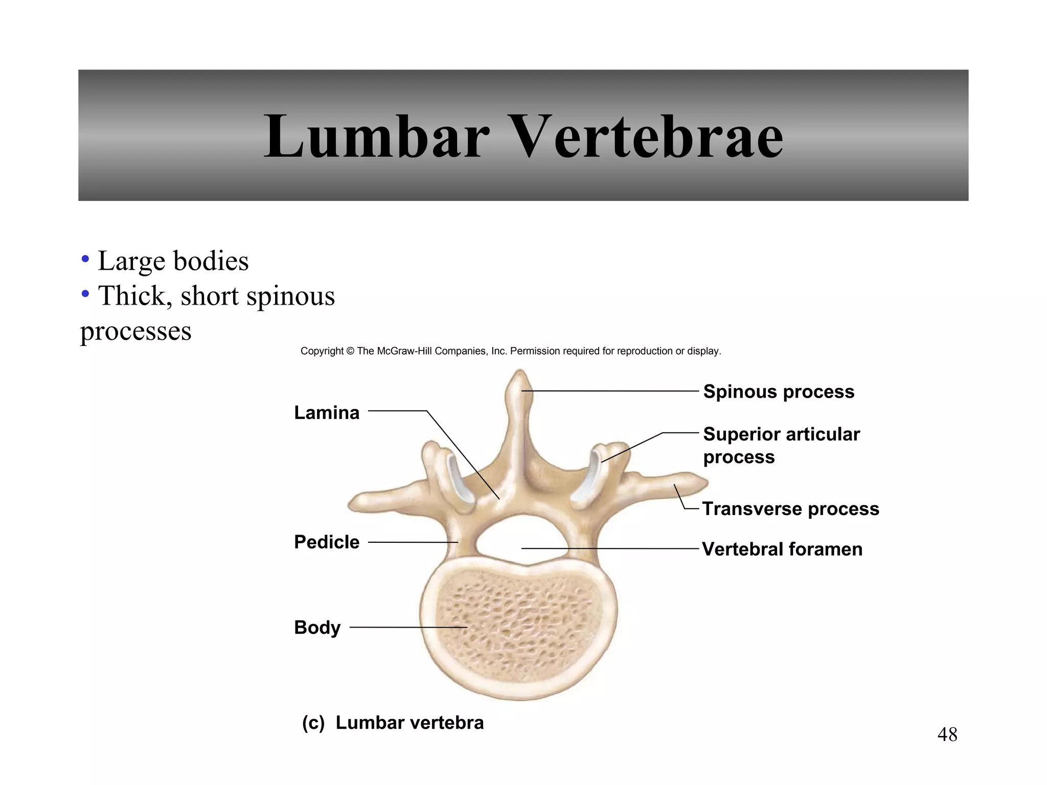 Chapter 7 Skeletal System | PPT