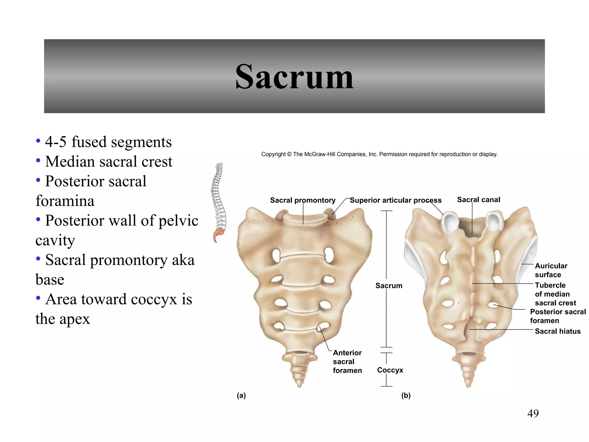 Chapter 7 Skeletal System | PPT