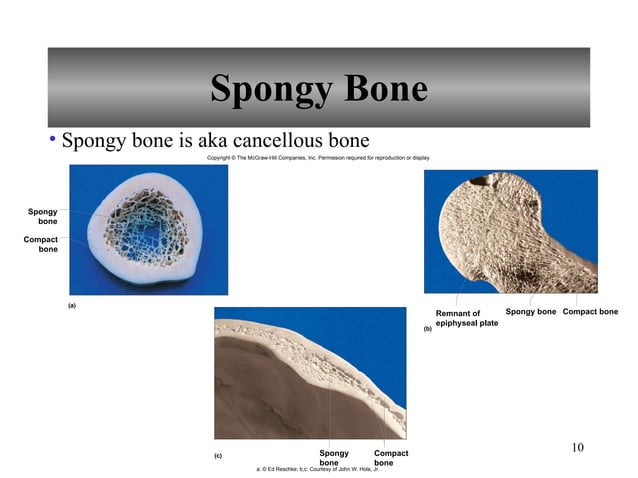 Chapter 7 Skeletal System | PPT