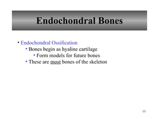 Chapter 7 Skeletal System | PPT