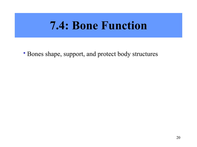 Chapter 7 Skeletal System | PPT