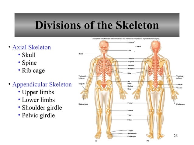 Chapter 7 Skeletal System | PPT
