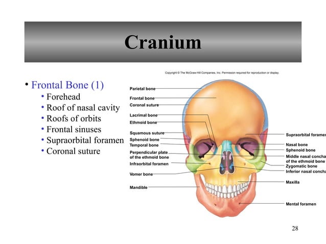 Chapter 7 Skeletal System | PPT