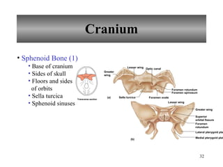 Chapter 7 Skeletal System | PPT