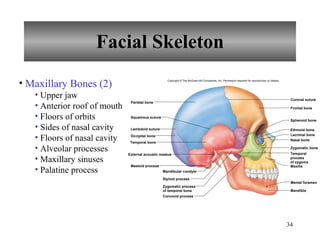 Chapter 7 Skeletal System | PPT