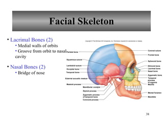 Chapter 7 Skeletal System | PPT