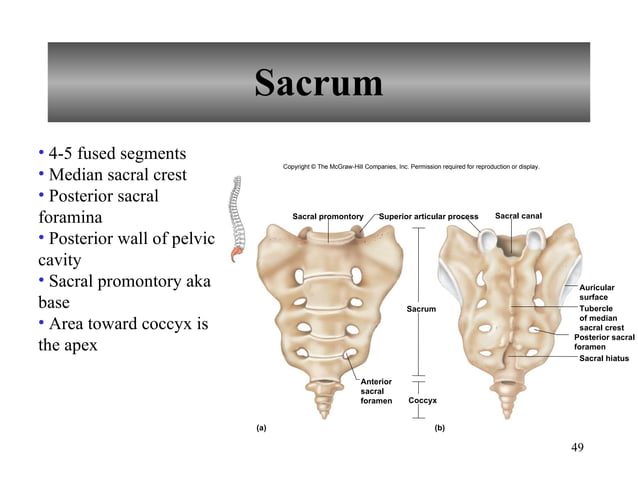 Chapter 7 Skeletal System | PPT