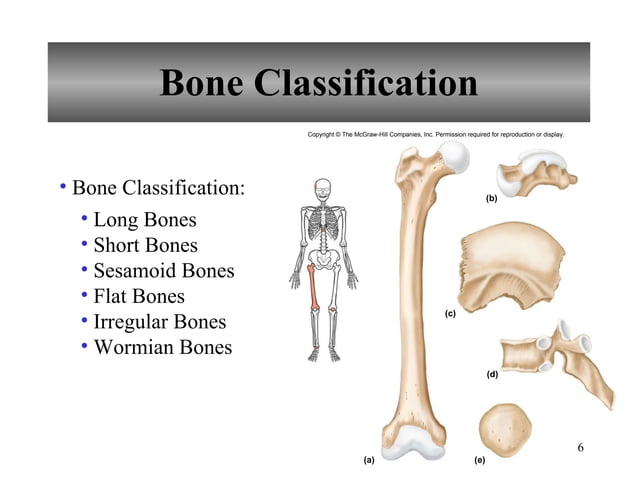 Chapter 7 Skeletal System | PPT