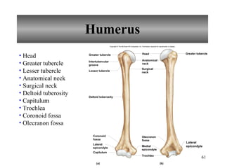 Chapter 7 Skeletal System | PPT