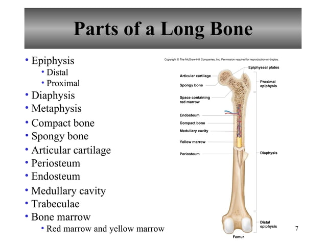 Chapter 7 Skeletal System | PPT