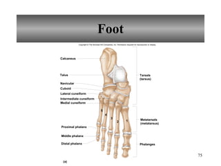 Chapter 7 Skeletal System | PPT