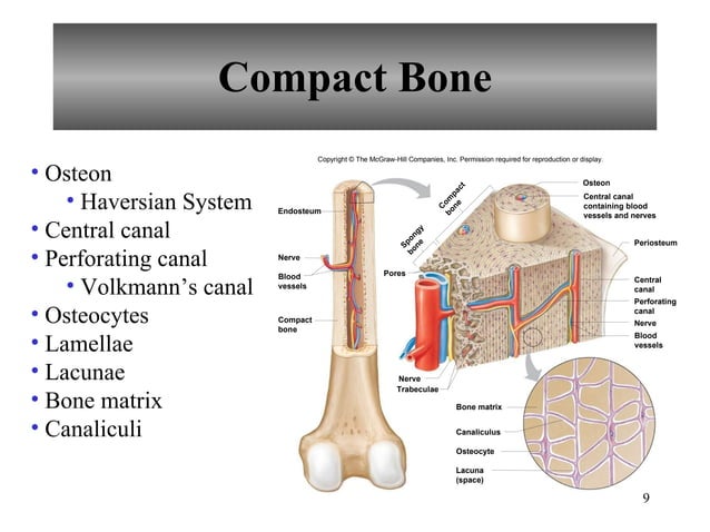 Chapter 7 Skeletal System | PPT