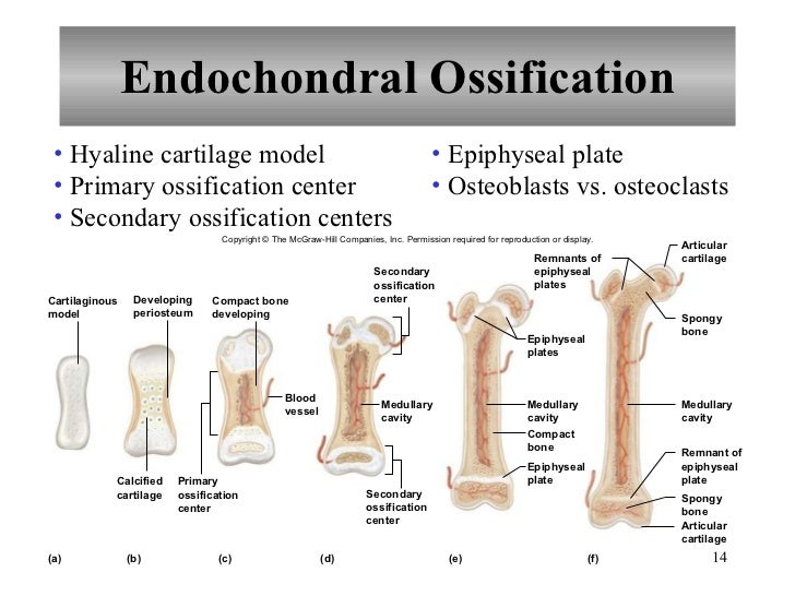 Chapter 7 Skeletal System