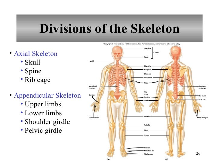 Anatomy And Physiology Chapter 7 Quizlet Anatomy Book Anatomy And Physiology Chapter 7 Quizlet Anatomy Book