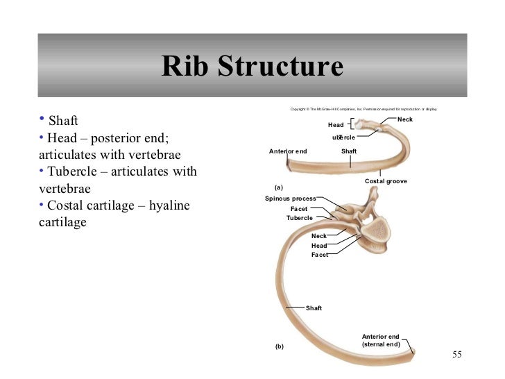 Chapter 7 Skeletal System