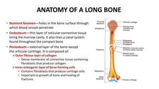 Chapter 7- Skeletal System-Part 1-SR.pptx | Bone and Joint Conditions ...
