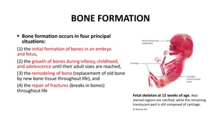 Chapter 7- Skeletal System-Part 1-SR.pptx | Bone and Joint Conditions ...