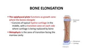 Chapter 7- Skeletal System-Part 1-SR.pptx | Bone and Joint Conditions ...