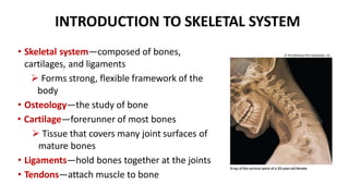 Chapter 7- Skeletal System-Part 1-SR.pptx | Bone and Joint Conditions ...