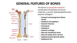 Chapter 7- Skeletal System-Part 1-SR.pptx | Bone and Joint Conditions ...