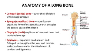 Chapter 7- Skeletal System-Part 1-SR.pptx | Bone and Joint Conditions ...