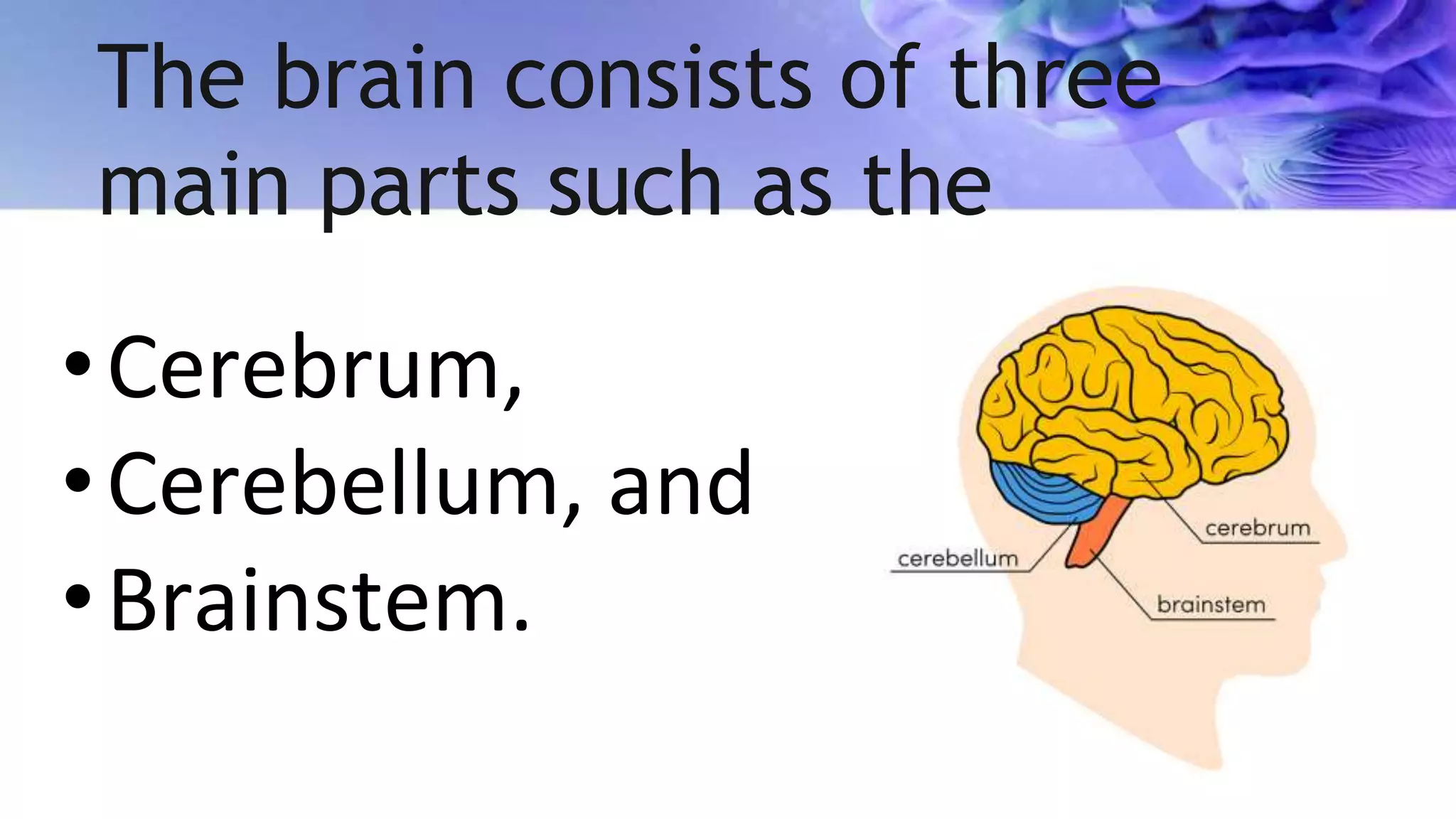 Chapter7-the-whole-brain-theory.pptx