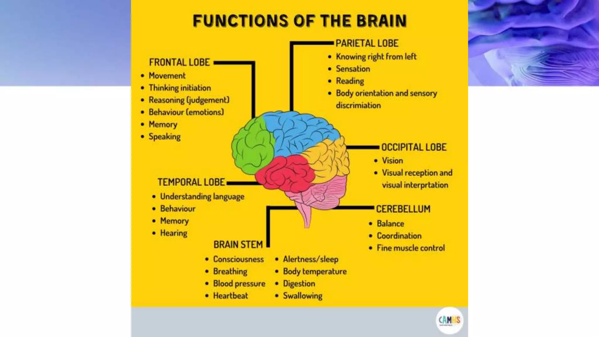 Chapter7-the-whole-brain-theory.pptx