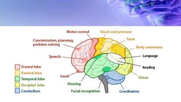 Chapter7-the-whole-brain-theory.pptx | Brain and Nervous System ...
