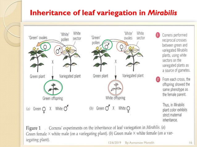 Cytoplasmic inheritance and Maternal Effect | PDF | Biological Sciences | Science