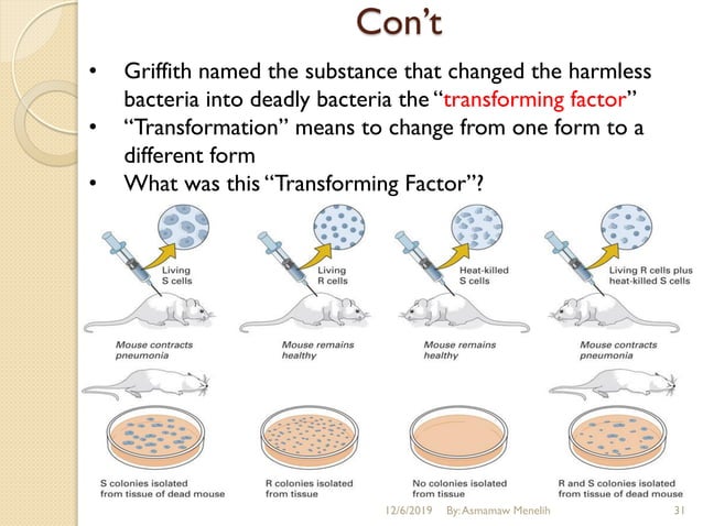 Cytoplasmic inheritance and Maternal Effect | PDF | Biological Sciences ...