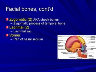 Chapter7 axialskeletonmarieb | PPT