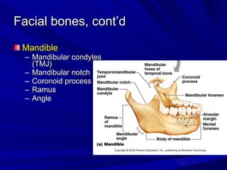 Chapter7 axialskeletonmarieb | PPT