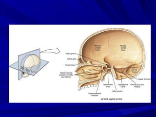 Chapter7 axialskeletonmarieb | PPT