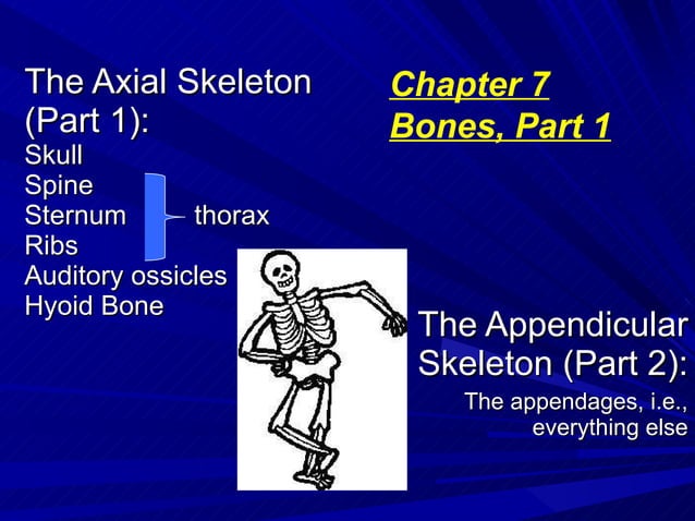 Chapter7 axialskeletonmarieb | PPT