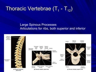 Chapter7 axialskeletonmarieb | PPT