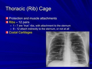Chapter7 axialskeletonmarieb | PPT