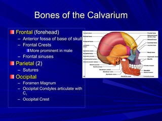 Chapter7 axialskeletonmarieb | PPT
