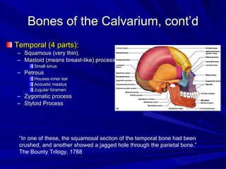 Chapter7 axialskeletonmarieb | PPT