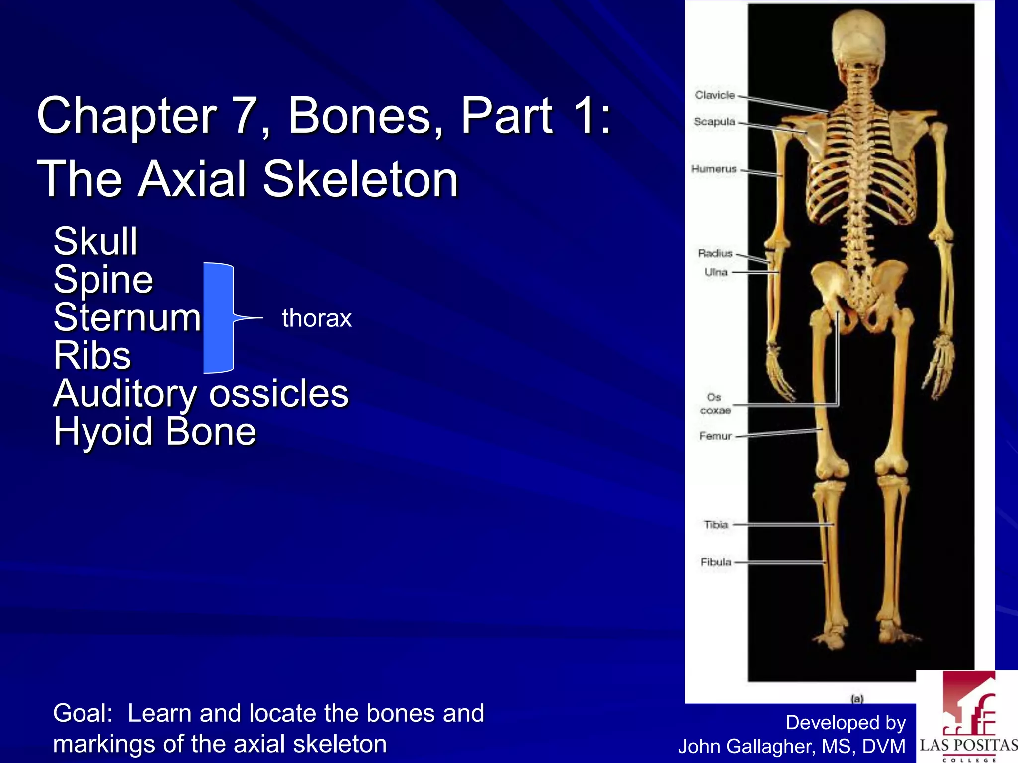 Chapter7 axialskeletonmarieb | PDF