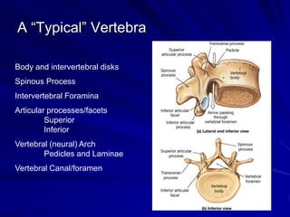 Chapter7 axialskeletonmarieb | PPT