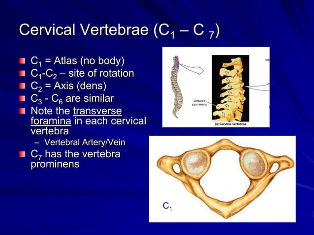 Chapter7 axialskeletonmarieb | PPT