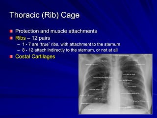Chapter7 axialskeletonmarieb | PPT